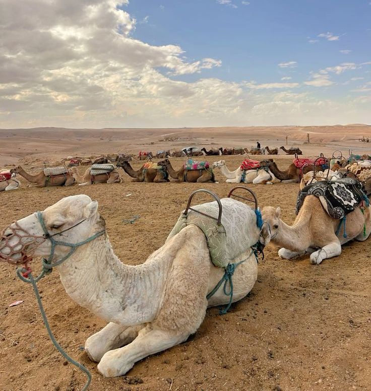 Circuits au Maroc de 2 à 15 Jours au Départ de Marrakech et Toutes Villes